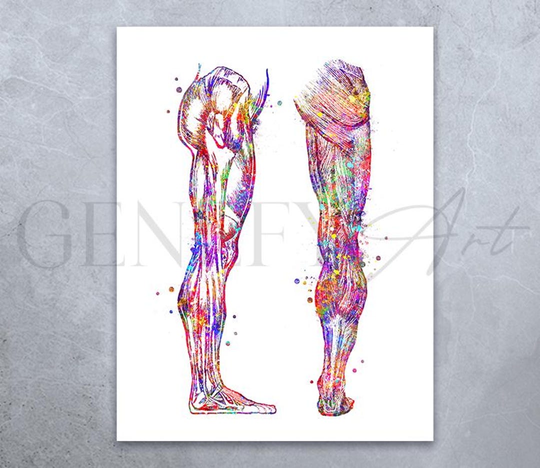 Leg Muscle Watercolor Art Print: Chiropractic, Orthopedic Poster - Etsy