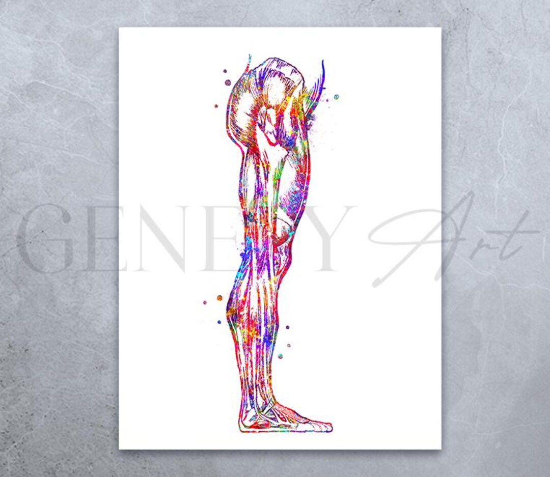 Watercolor Leg Muscle Art Print: Chiropractic, Orthopedic Poster - Etsy