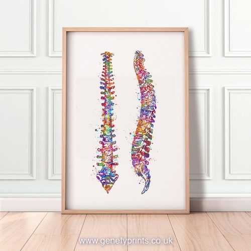 Spine and Pelvis Bone Watercolour Art Print Spine Prints | Etsy