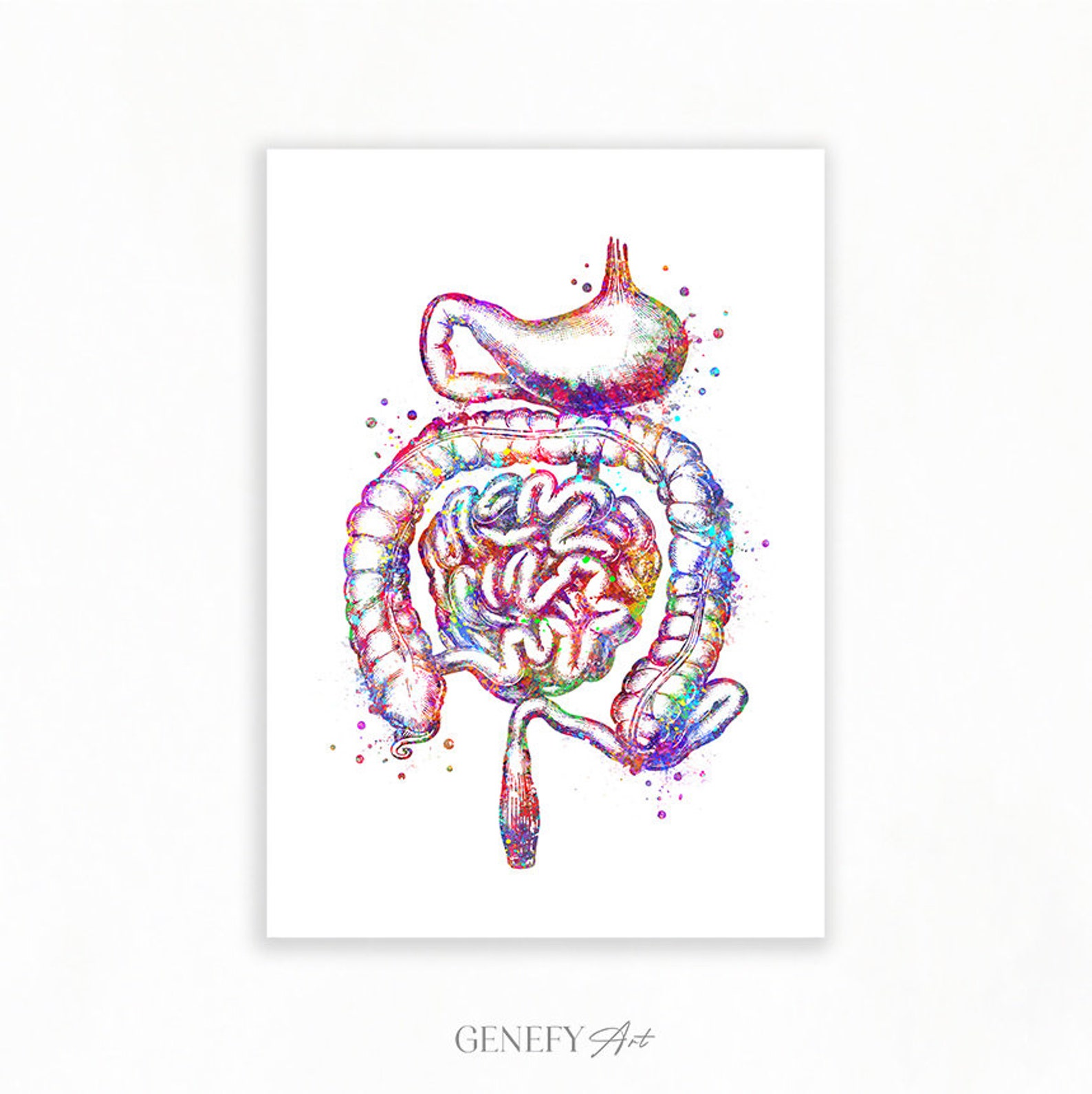 Human Stomach and Intestines Watercolour Art Print Human Digestion ...
