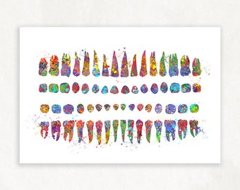 Occlusal Surfaces of Teeth Half Arch in Blue Gray and Purple - Etsy