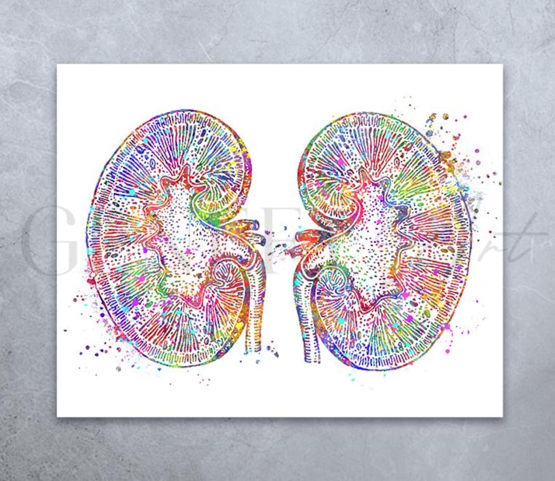 Kidneys Watercolor Anatomy Print: Nephrology Art Poster - Etsy UK