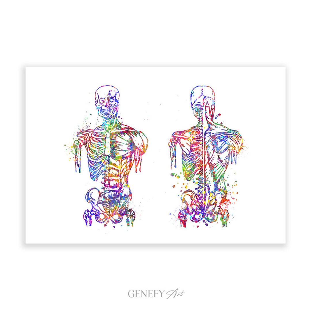 Muscular System Anatomy Watercolour Print Human Muscles Body Anatomy ...