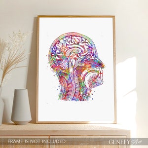 Human Brain Anatomy Watercolour Print: Science Art Poster - Etsy UK
