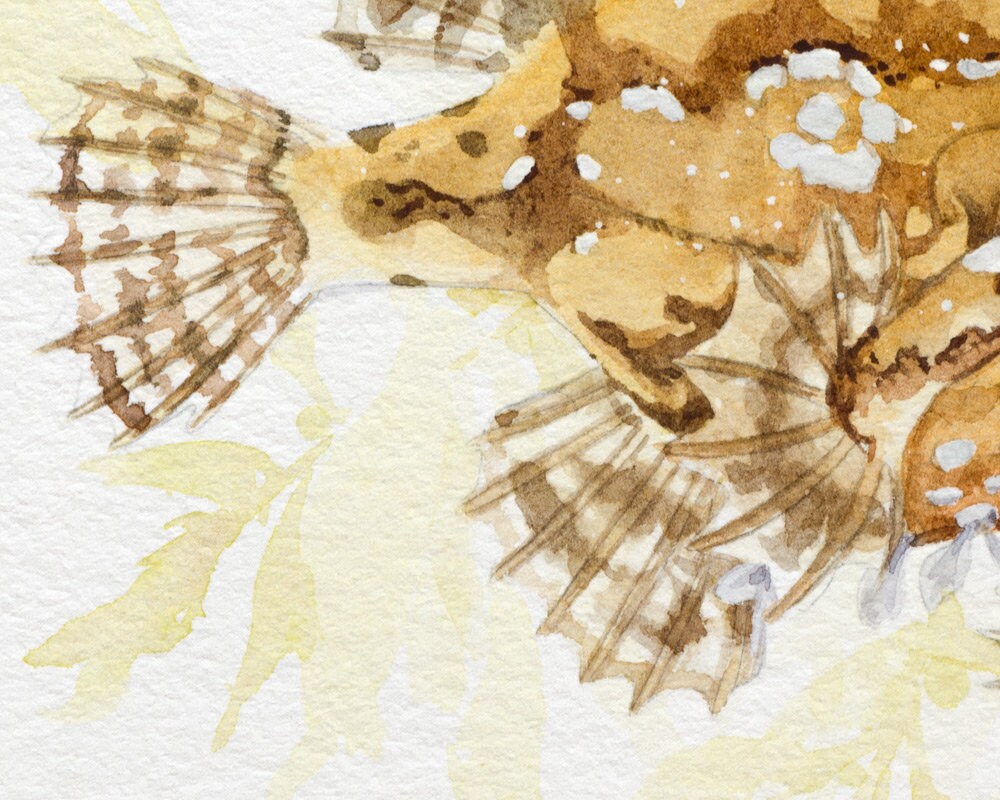 Sargassum Frogfish Watercolor Art Print - Etsy