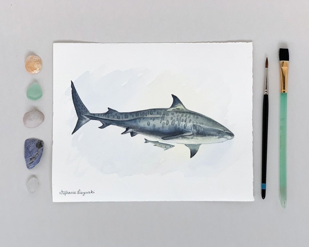 Tiger Shark Original Watercolor Painting - 8" X 10" - Etsy