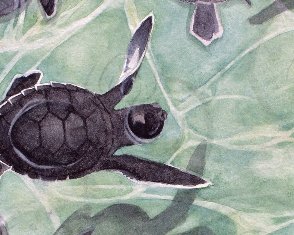 Sea Turtle Hatchlings Watercolor Print Giclee Art Print | Etsy