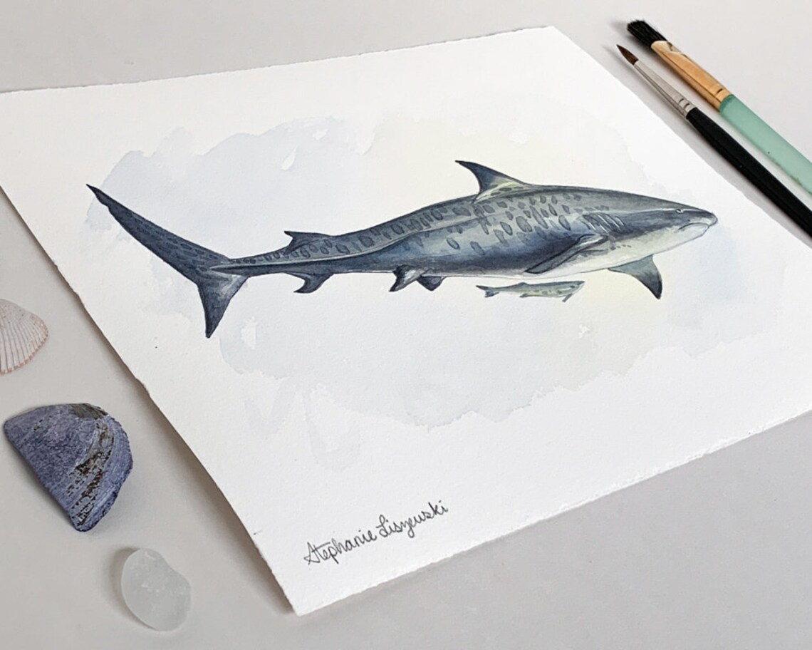 Tiger Shark Original Watercolor Painting 8 X 10 - Etsy