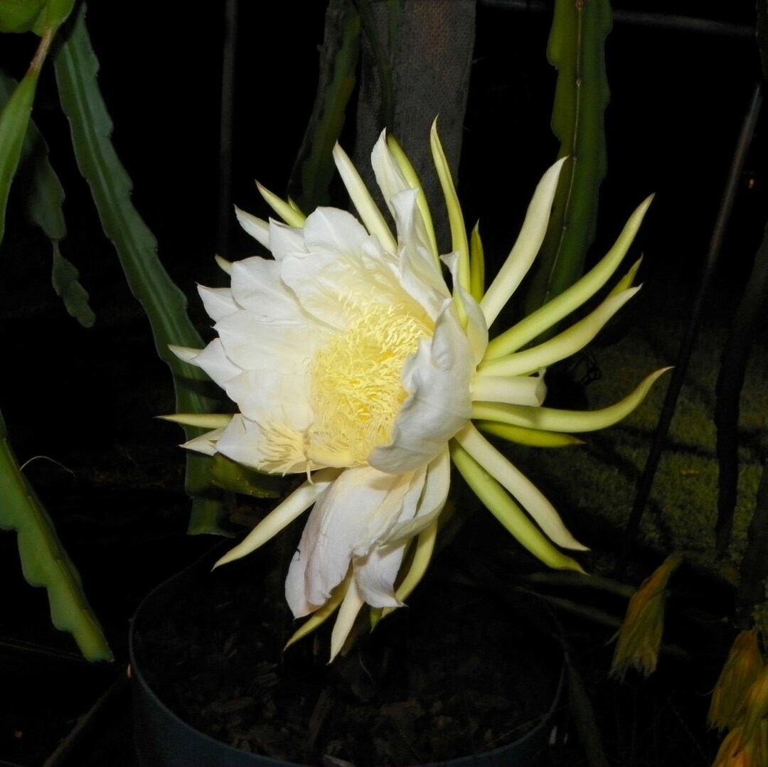 Shayna Rooted Dragon Fruit Plant or Unrooted Cutting up to 17 Inches ...