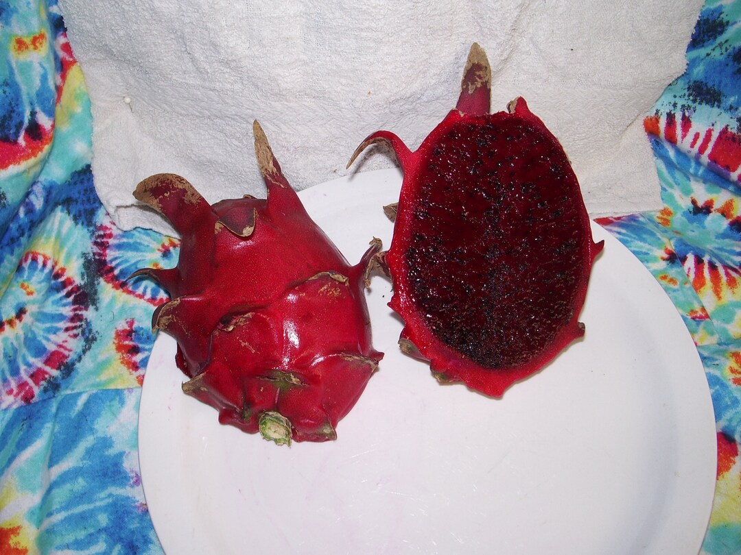 Lisa Rooted Dragon Fruit Cutting up to 17 Inches Tall - Etsy