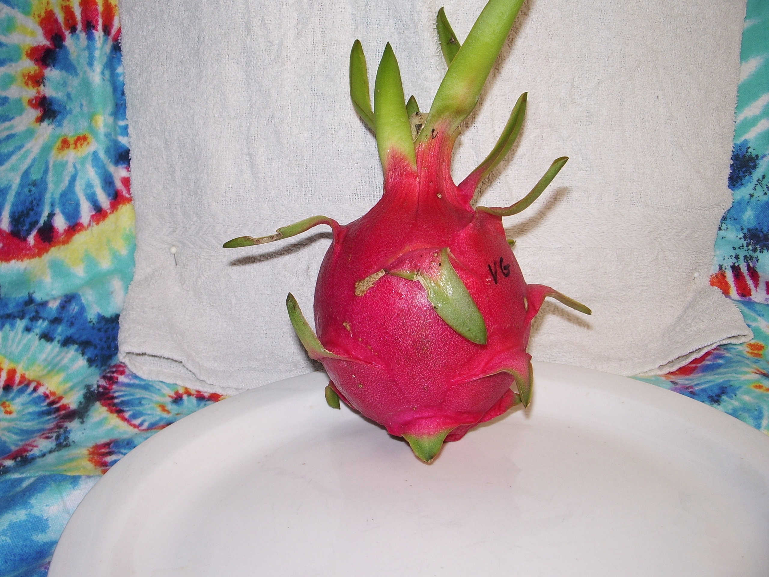 Vietnamese Giant Dragon Fruit Plant Rooted Cutting Between - Etsy