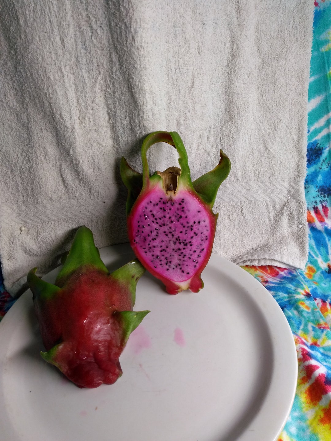 Cosmic Charlie Dragon Fruit Plant or Cutting 17 to 22 Inches Tall - Etsy