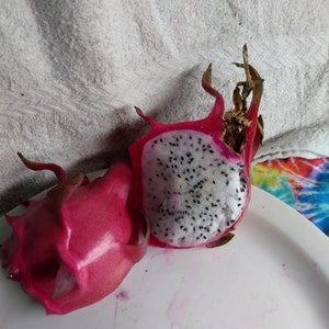 Hana Dragon Fruit Plant or Cutting Between 18 to 22 Inches Tall - Etsy