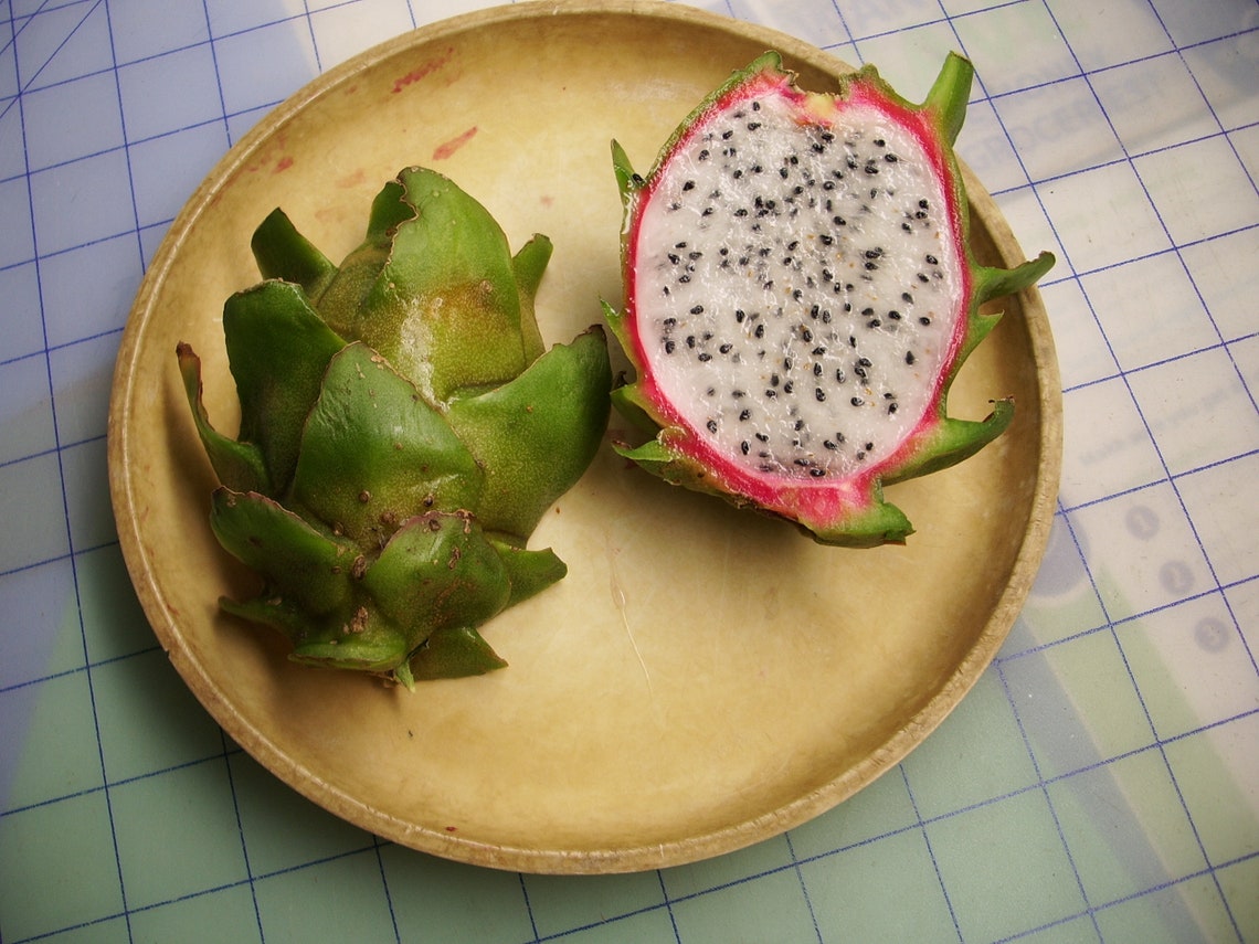 Connie Mayer Rooted Dragon Fruit Plant Up To 17 Inches Tall | Etsy