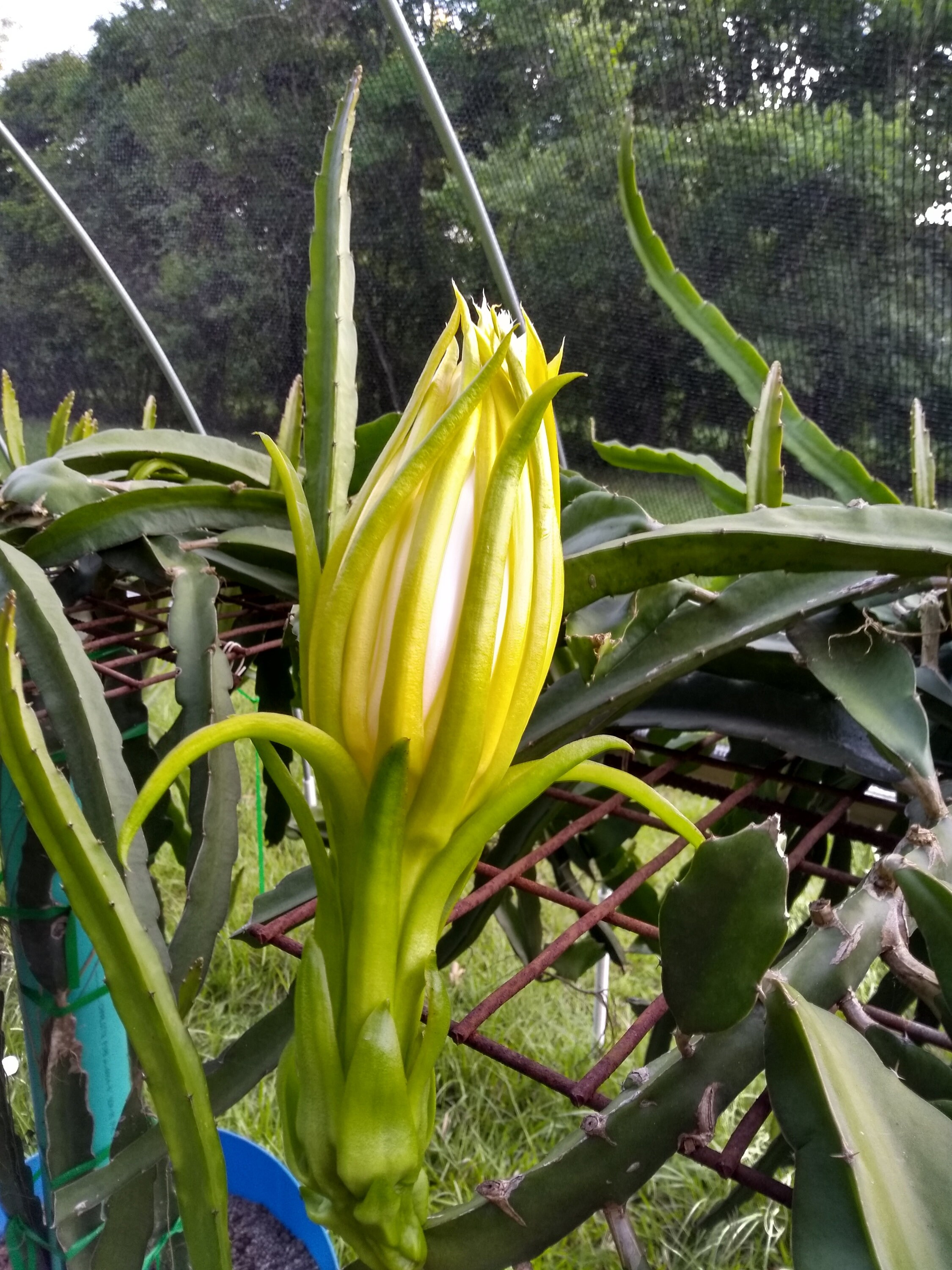 Cosmic Charlie Dragon Fruit Plant or Cutting 17 to 22 Inches Tall - Etsy