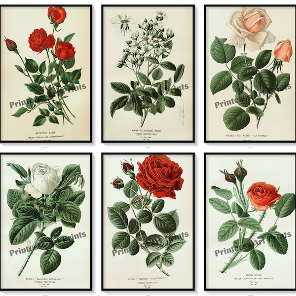 Botanical Rose Print - Etsy