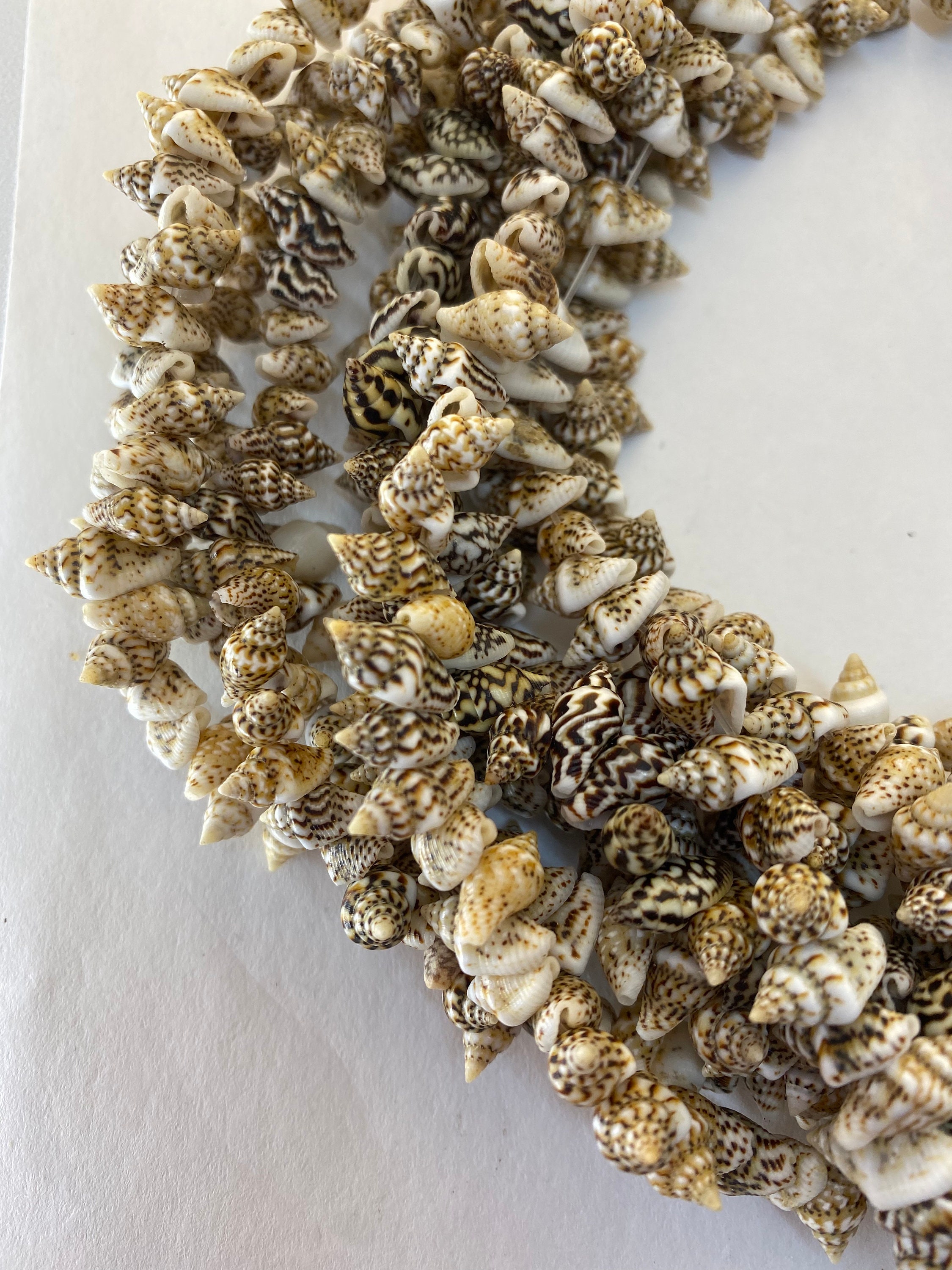 Tiger Nassa Whole Shell Beads. 15 Strands of 10-12mm - Etsy