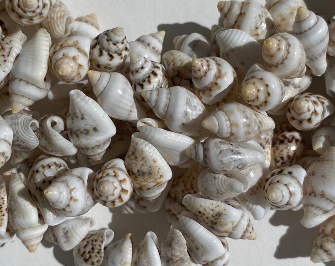 Tiger Nassa Whole Shell Beads. 15 Strands of 10-12mm Light Nassa Shells ...