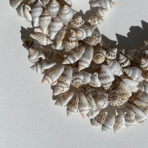 Tiger Nassa Whole Shell Beads. 15 Strands of 10-12mm Light Nassa Shells ...