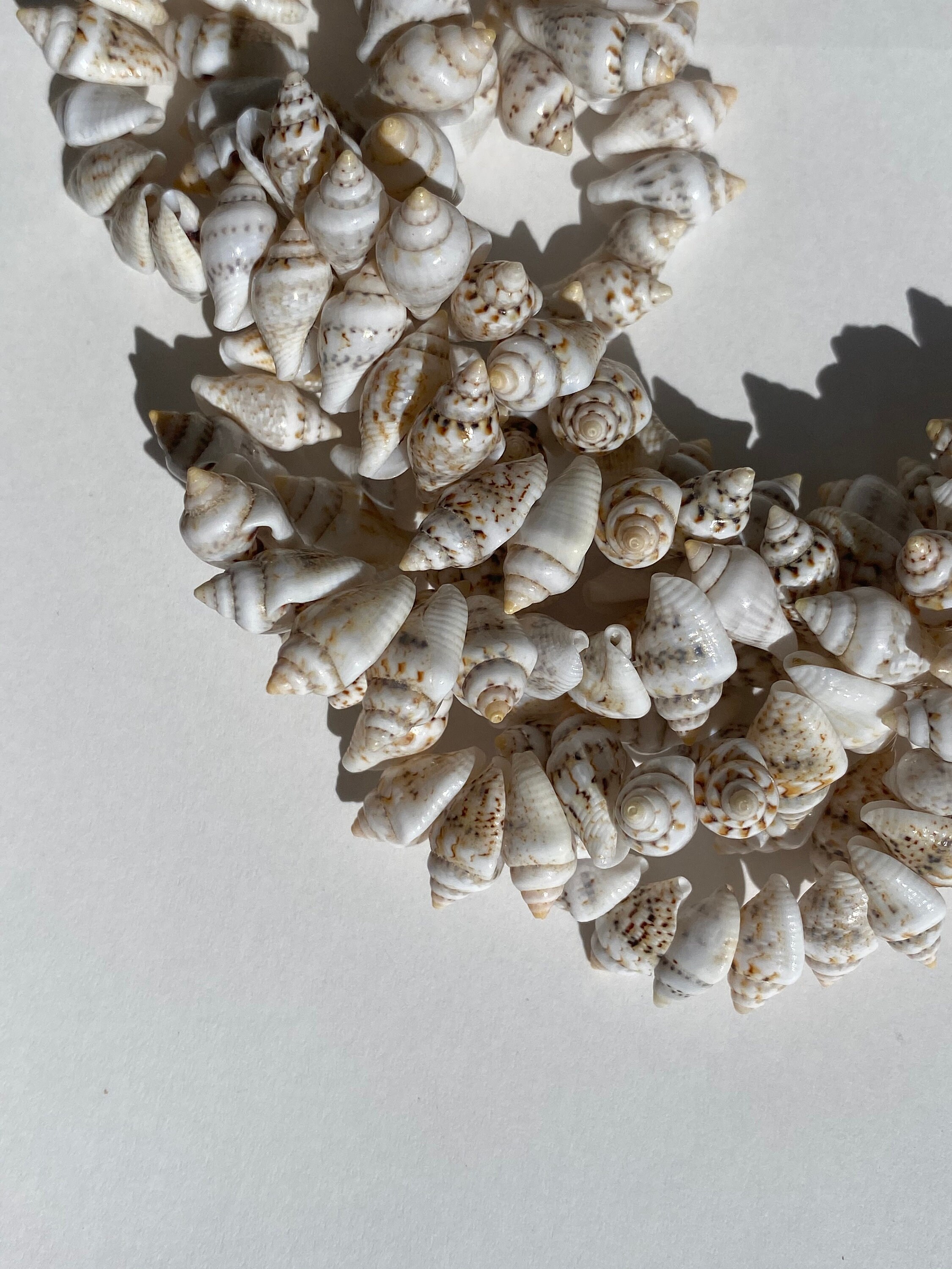 Tiger Nassa Whole Shell Beads. 15 Strands of 10-12mm - Etsy