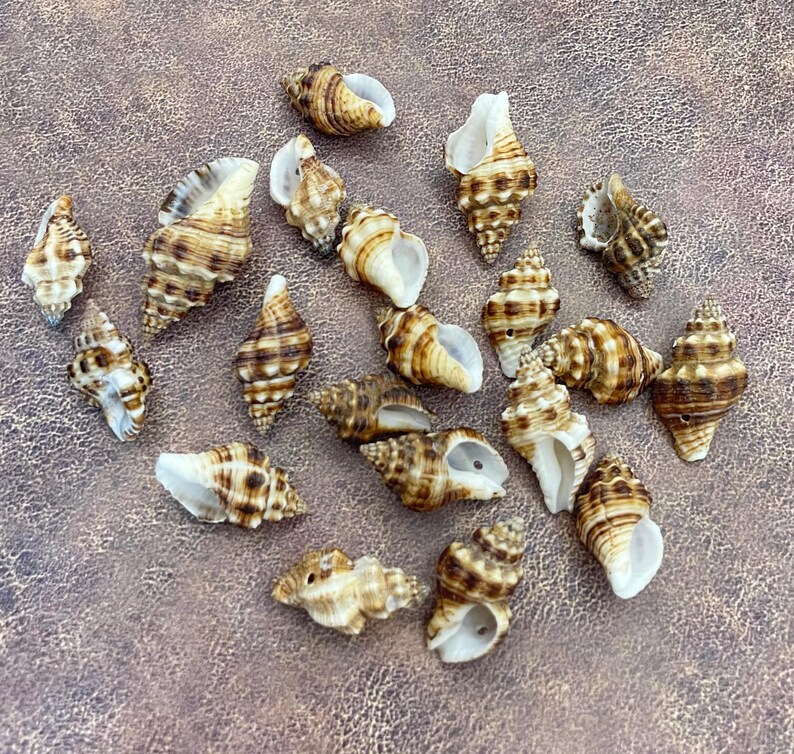 20-36mm Brown Spiral Conch Shells. 25 Drilled Shells for Earrings and ...