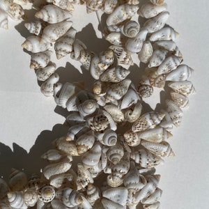 Tiger Nassa Whole Shell Beads. 15 Strands of 10-12mm Light Nassa Shells ...