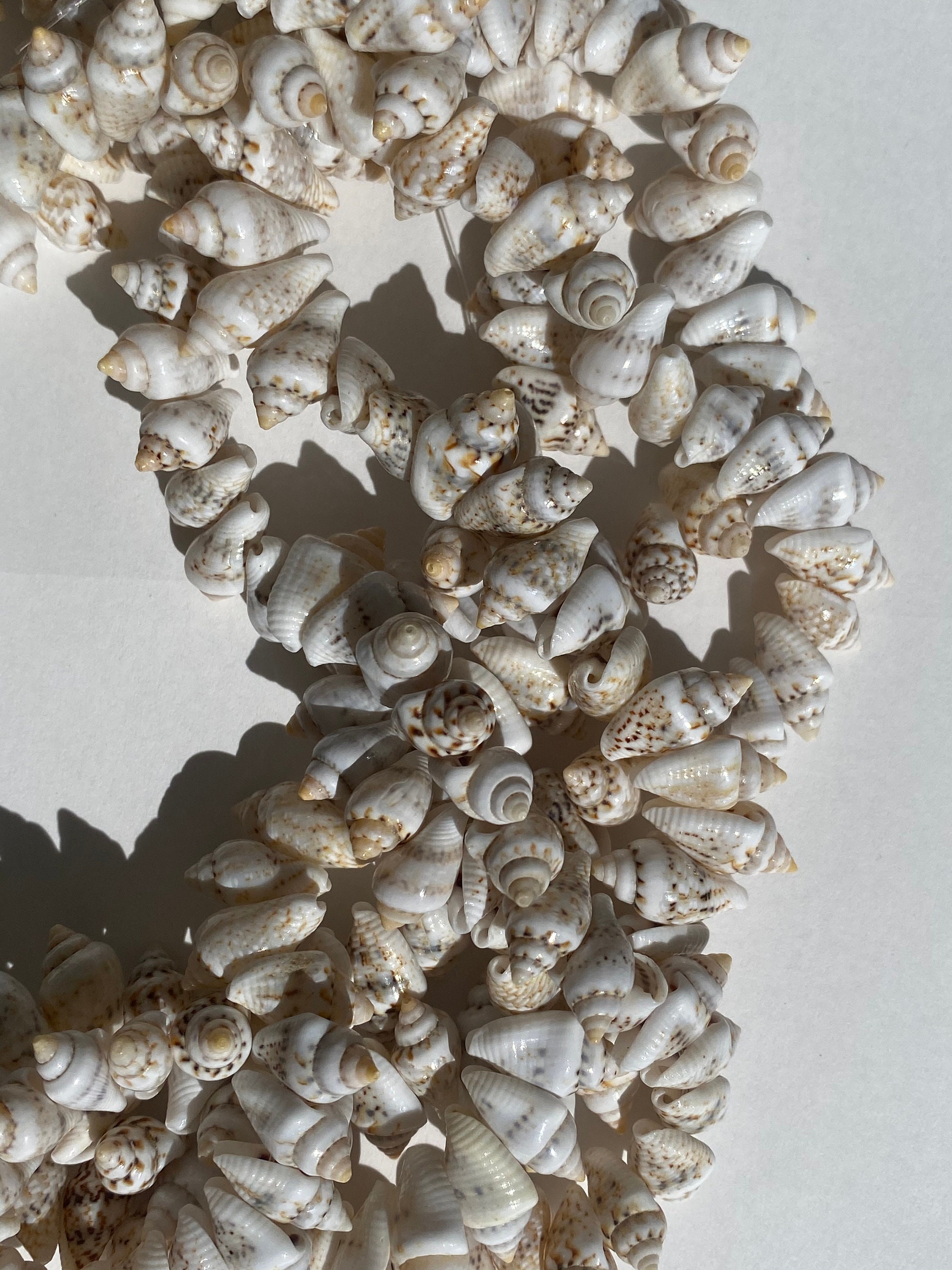 Tiger Nassa Whole Shell Beads. 15 Strands of 10-12mm - Etsy