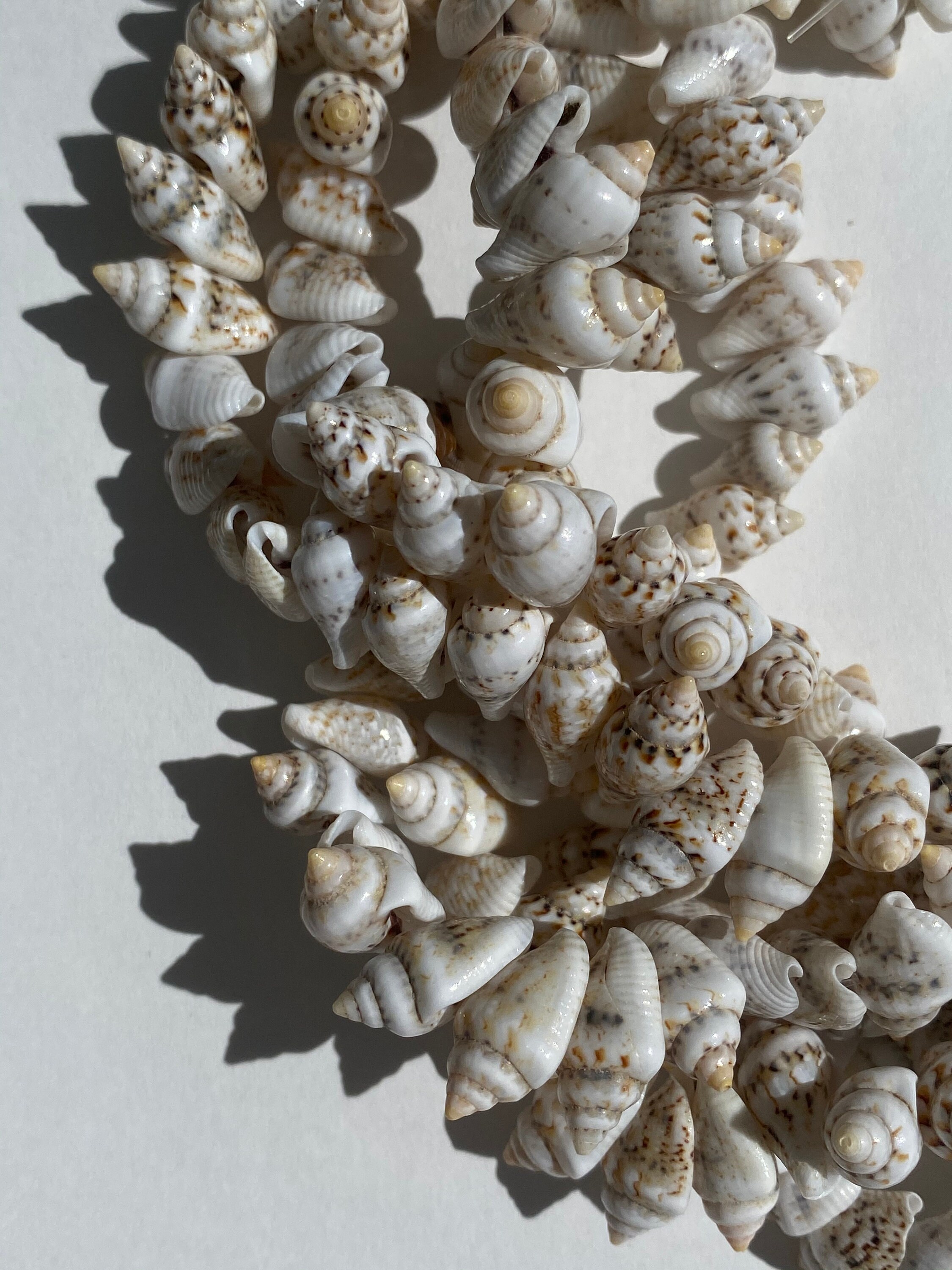 Tiger Nassa Whole Shell Beads. 15 Strands of 10-12mm - Etsy