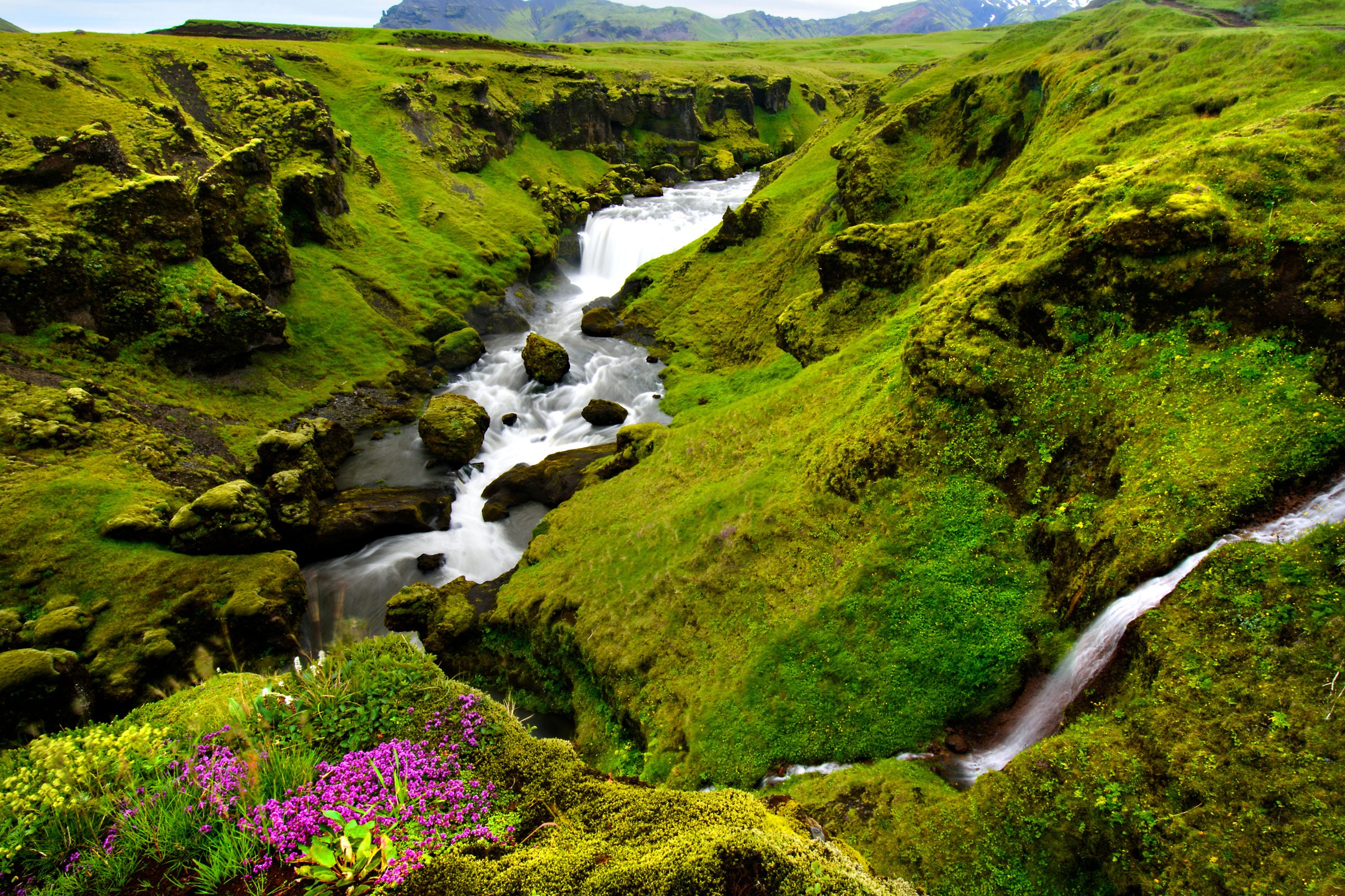 Metal Print -- Iceland Scenery, Landscape Photography, Wildflowers ...