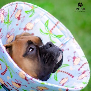 Fabric Dog Cone, Pink Flower Print, Comfortable Soft Medical Cone for ...