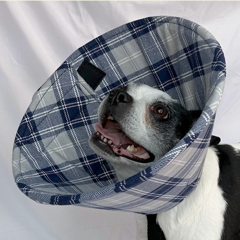 Elizabethan Collar - Etsy