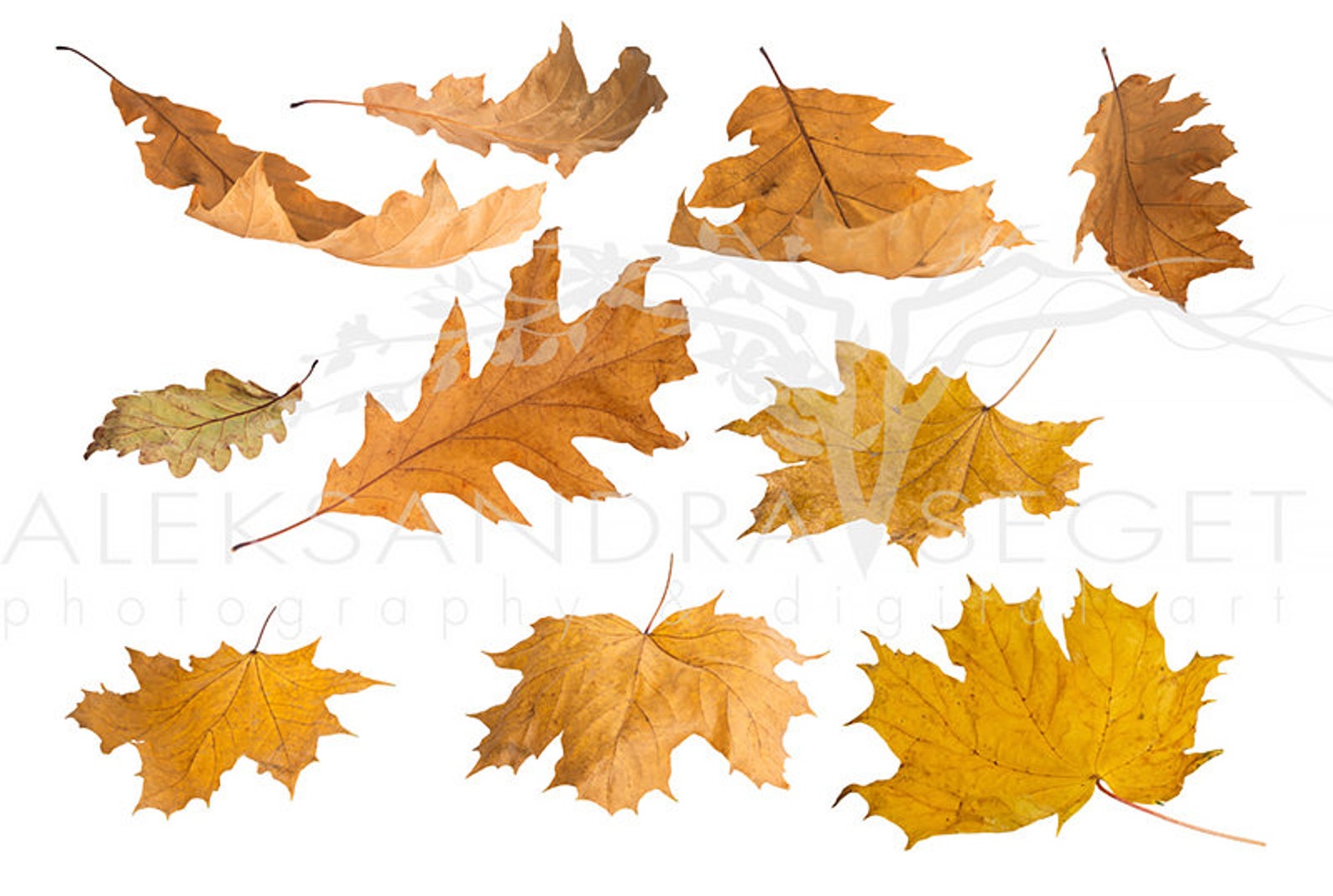 Falling Leaves Overlays, Digital Overlay, Autumn Overlays, Leaf Overlay ...
