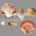 Sea Shells Overlay, Seashell Photography, Summer Overlays, Photo ...