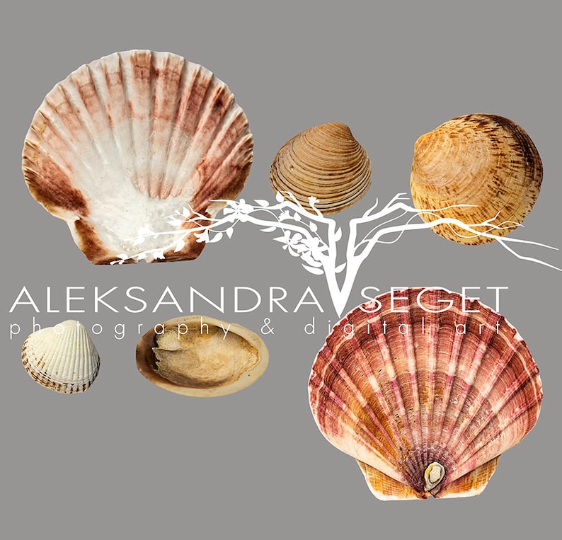 Sea Shells Overlay Seashell Photography Summer Overlays - Etsy