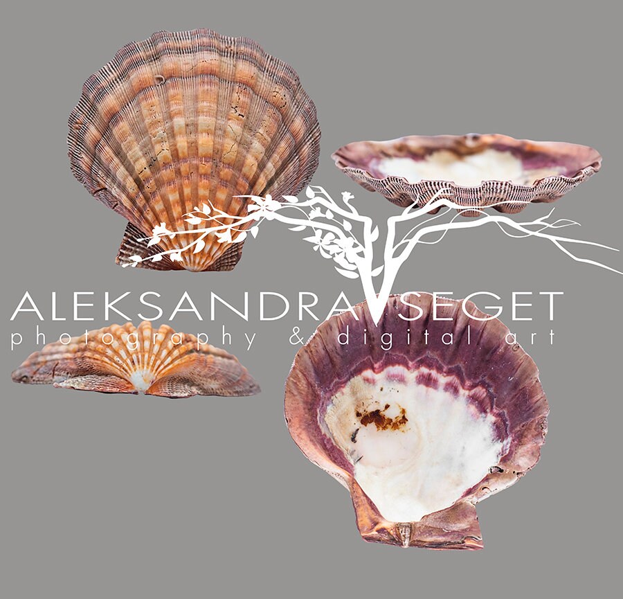 Sea Shells Overlay, Seashell Photography, Summer Overlays, Photo ...