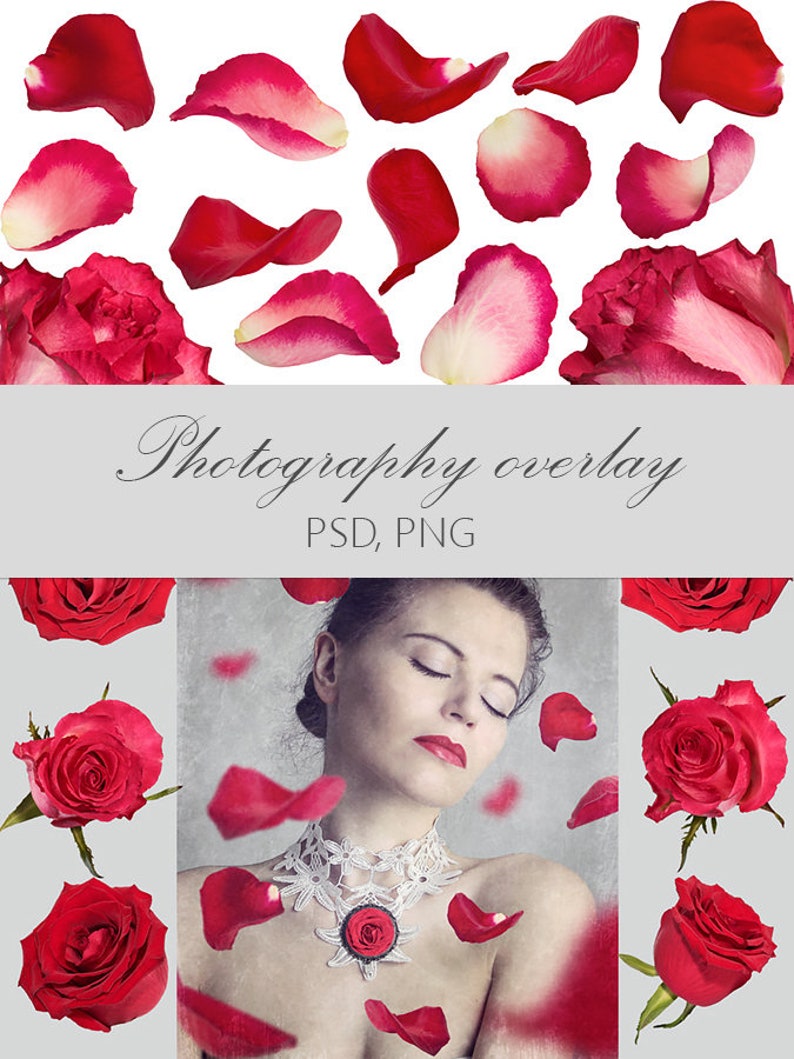 Falling Rose Petals Photo Overlays Photoshop Overlay Digital - Etsy