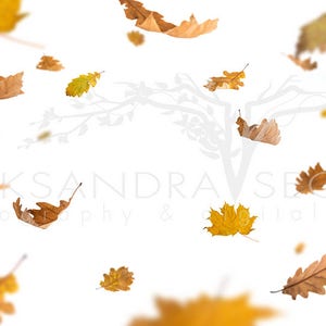 Falling Leaves Overlays, Digital Overlay, Autumn Overlays, Leaf Overlay ...