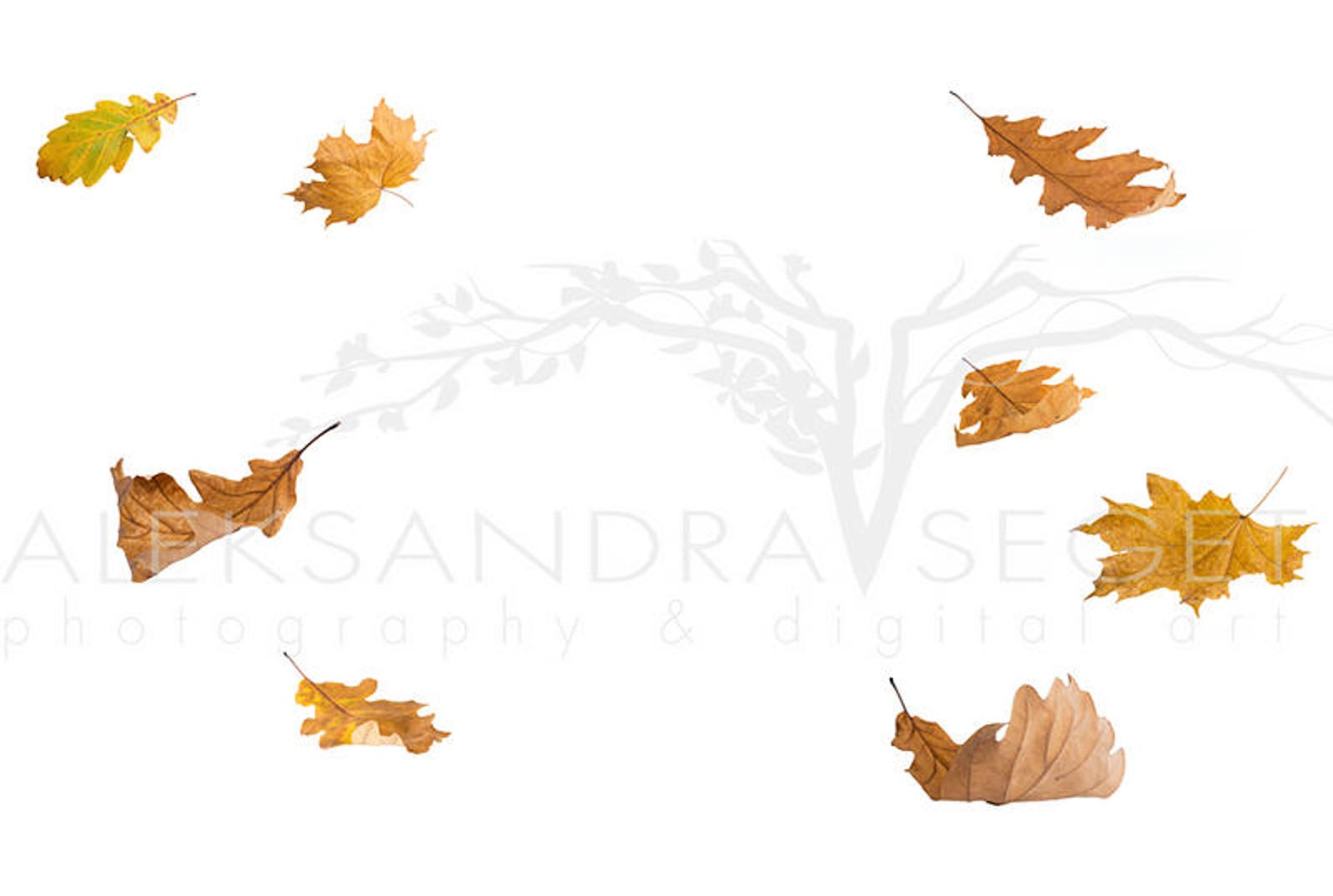 Falling Leaves Overlays Digital Overlay Autumn Overlays | Etsy
