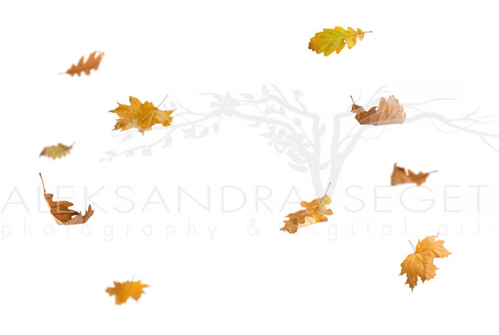 Falling Leaves Overlays Digital Overlay Autumn Overlays | Etsy