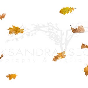 Falling Leaves Overlays, Digital Overlay, Autumn Overlays, Leaf Overlay ...