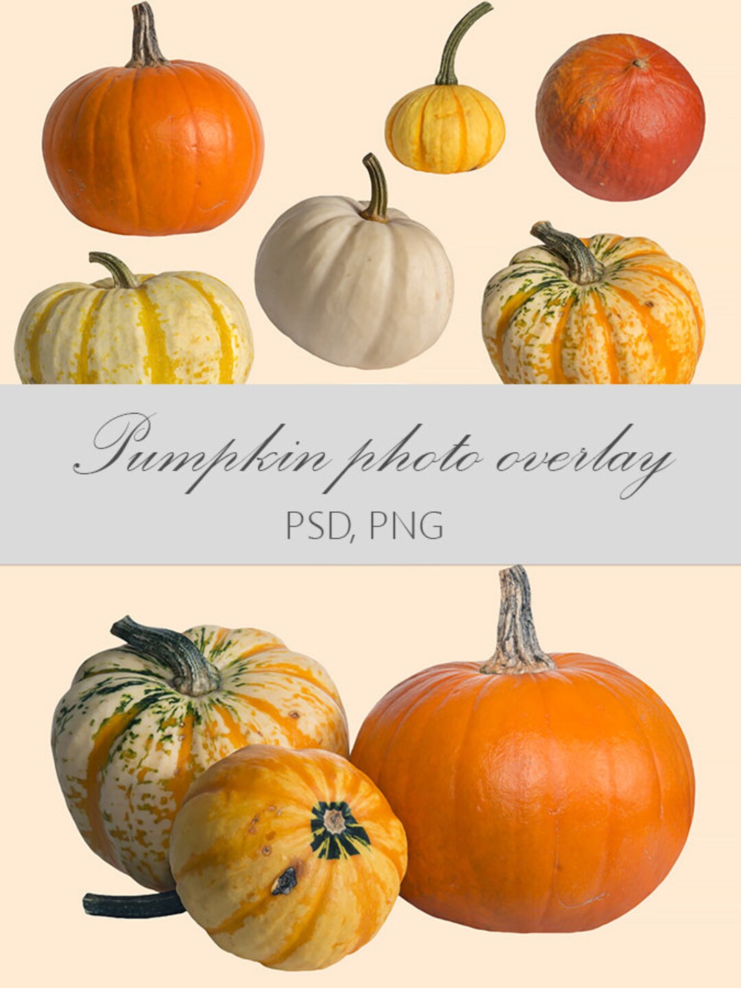 Pumpkin Halloween Overlays, Digital Overlay, Photo Overlay, Pumpkins ...