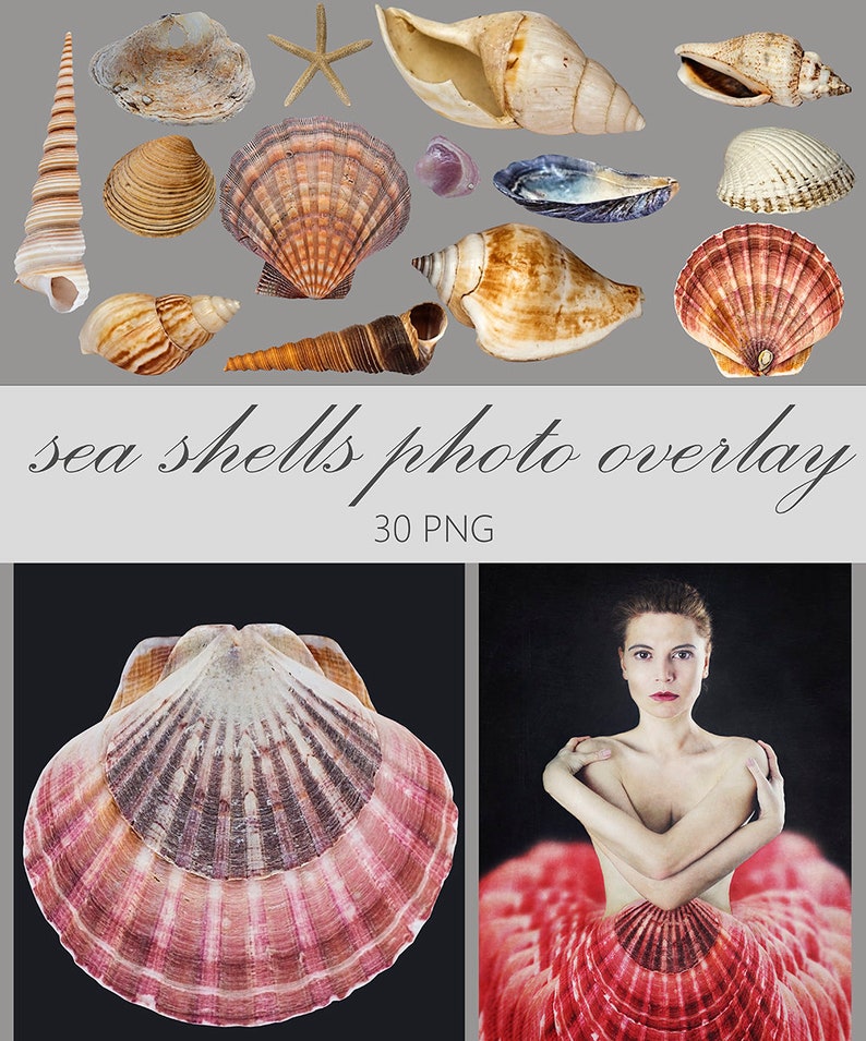 Sea Shells Overlay, Seashell Photography, Summer Overlays, Photo ...