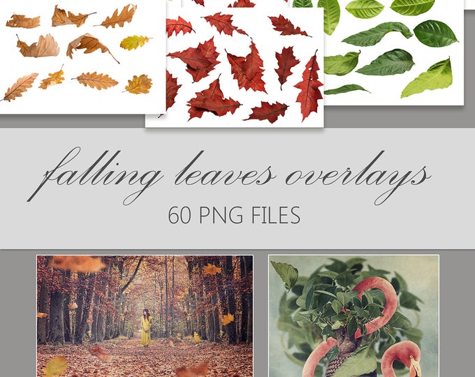 Leaf Overlays, Photographer Leaf Photo Overlays, Falling Leaves, Autumn ...