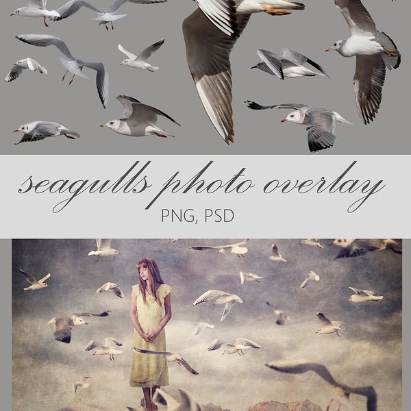 Seagull Photo - Etsy