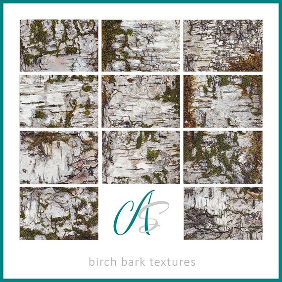 Birch Bark Texture