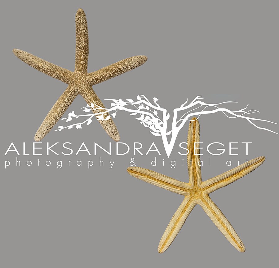 Sea Shells Overlay Seashell Photography Summer Overlays - Etsy