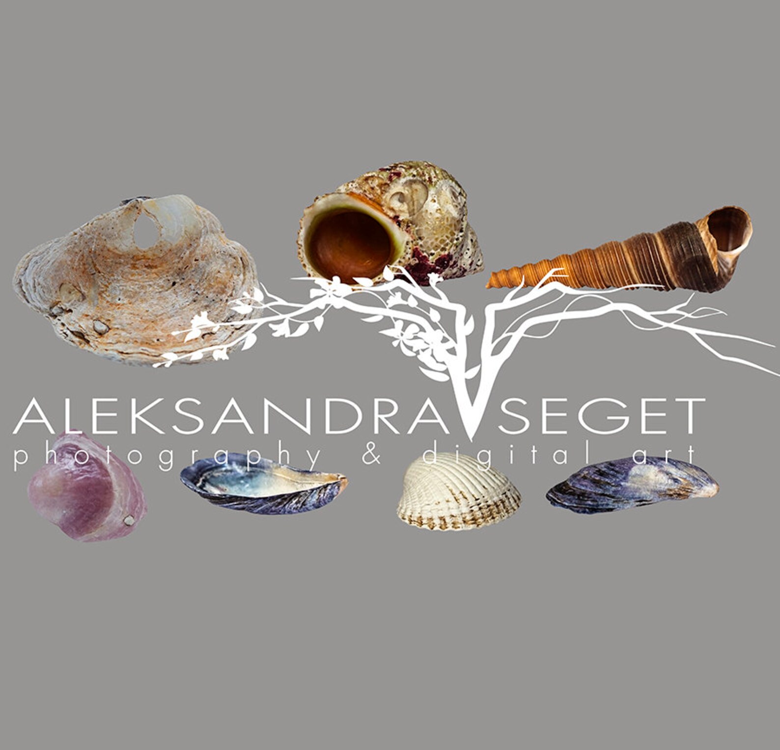 Sea Shells Overlay, Seashell Photography, Summer Overlays, Photo ...