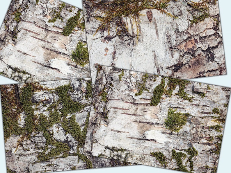 Birch Bark Textures, Natural Birch Bark,digital Paper, White Birch Tree ...