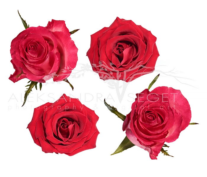 Falling Rose Petals Photo Overlays Photoshop Overlay Digital | Etsy