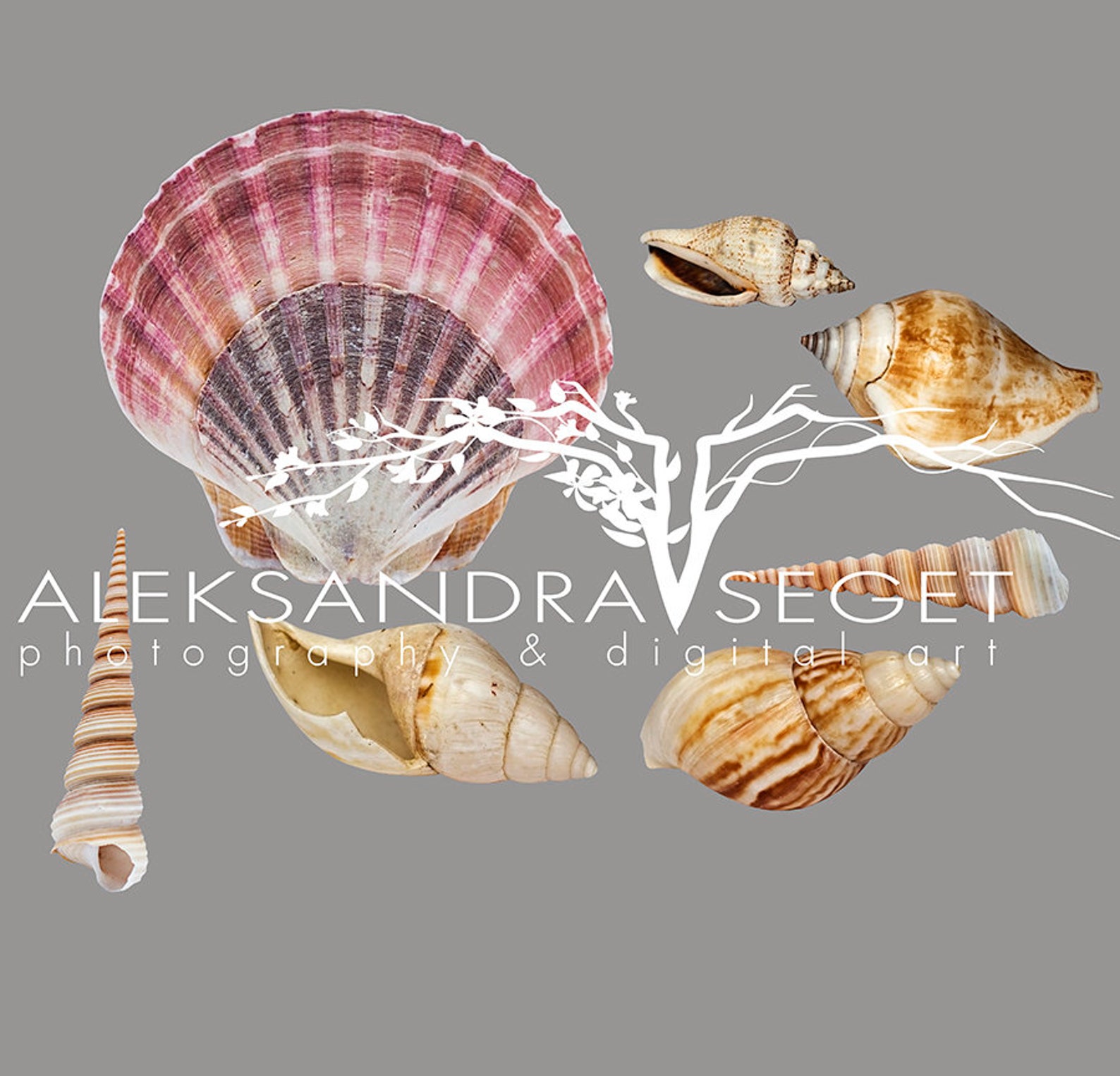 Sea Shells Overlay, Seashell Photography, Summer Overlays, Photo ...
